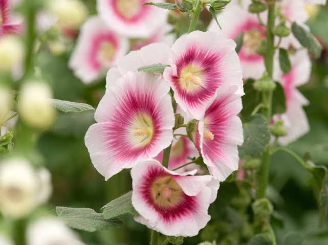 16 Different Varieties Of Hollyhocks For Your Garden AMERICAN GARDENER 16 Different Varieties Of Hollyhocks For Your Garden AMERICAN GARDENER