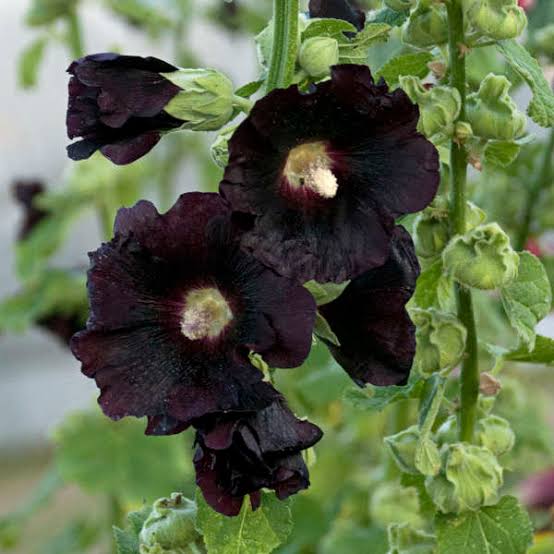 16 Different Varieties Of Hollyhocks For Your Garden AMERICAN GARDENER 16 Different Varieties Of Hollyhocks For Your Garden AMERICAN GARDENER
