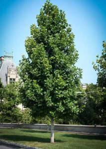 Poplar Trees: Identification Guide (Bark, Leaves, Size & Shape ...