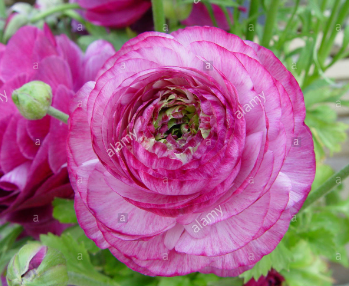 Ranunculus Plant (Persian Buttercup): Care & Growing Guide - AMERICAN ...