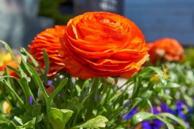 Ranunculus Plant (Persian Buttercup): Care & Growing Guide - AMERICAN ...