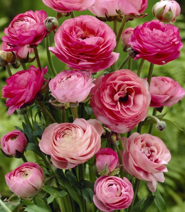 Ranunculus (Persian Buttercup): How To Plant, Grow And Care- Complete ...