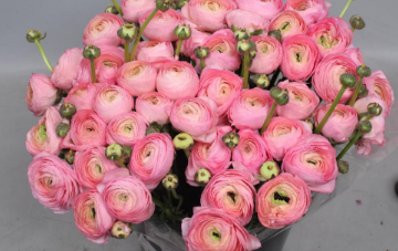 Ranunculus Plant (Persian Buttercup): Care & Growing Guide - AMERICAN ...