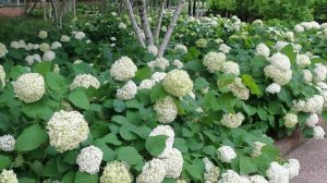 15 Major Types of Hydrangeas And How To Identify Them - AMERICAN GARDENER