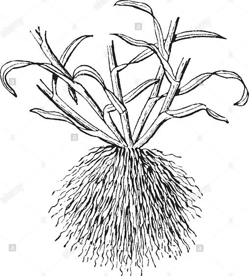 15 Difference Between Taproot And Fibrous Root (With Diagram ... 15 Difference Between Taproot And Fibrous Root (With Diagram ...