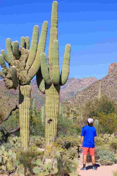 Saguaro Cactus: Facts, Adaptation & How To Grow - AMERICAN GARDENER