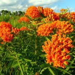 Asclepias Tuberosa (Butterfly Weed): Complete Guide On How To Plant ...