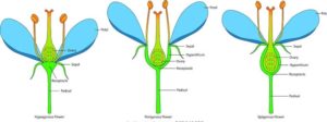 8 Difference Between Hypogenous, Perigynous And Epigynous Flower ...