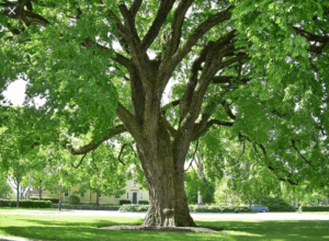 14 Types Of Elm Trees And How To Identify Them - AMERICAN GARDENER