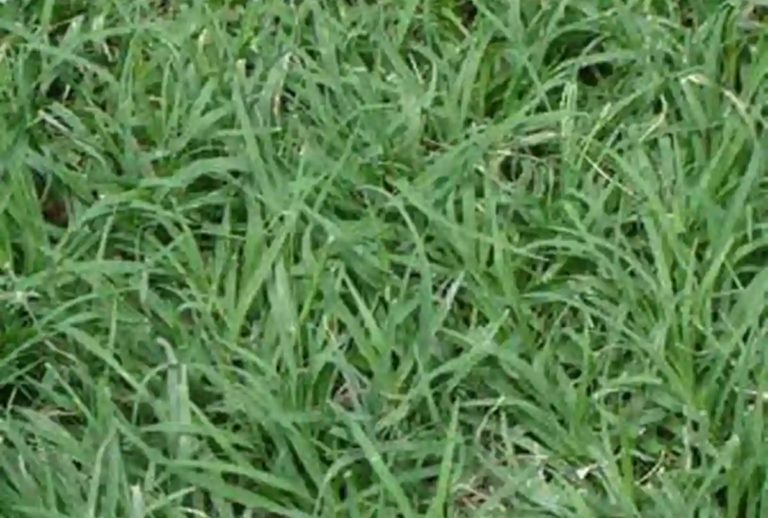 Bermuda Grass (Scutch Grass): Facts, How To Grow & Care - AMERICAN GARDENER