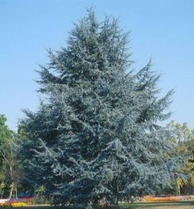 10 Types of Cedar Trees For Landscaping - AMERICAN GARDENER
