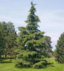 10 Types of Cedar Trees For Landscaping - AMERICAN GARDENER