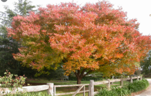 14 Types Of Elm Trees And How To Identify Them - AMERICAN GARDENER