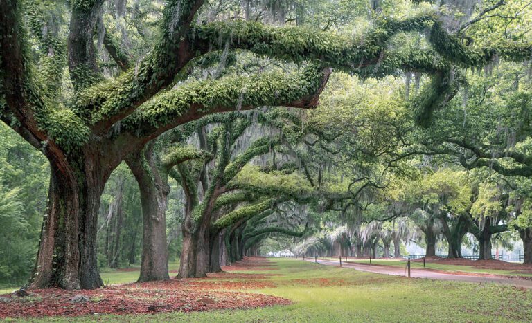 24 Types of Oak Trees & Their Characteristics - AMERICAN GARDENER