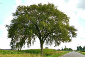 14 Types Of Elm Trees And How To Identify Them - AMERICAN GARDENER