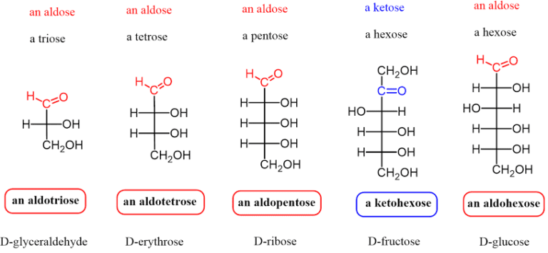 8 Difference Between Aldose And Ketose With Examples - AMERICAN GARDENER