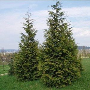 10 Types of Cedar Trees For Landscaping - AMERICAN GARDENER