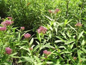 10 Major Types of Milkweed Varieties - AMERICAN GARDENER