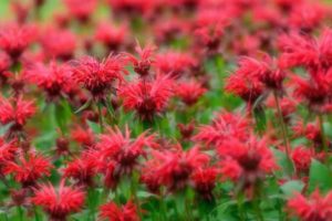 Bee Balm (Monarda):12 Major Varieties With Pictures - AMERICAN GARDENER