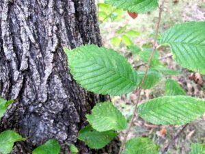 14 Types Of Elm Trees And How To Identify Them - AMERICAN GARDENER