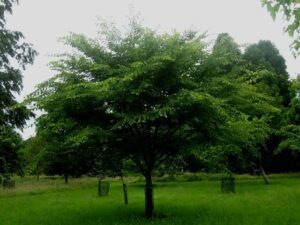14 Types Of Elm Trees And How To Identify Them - AMERICAN GARDENER