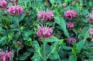 Bee Balm (Monarda):12 Major Varieties With Pictures - AMERICAN GARDENER