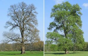 14 Types Of Elm Trees And How To Identify Them - AMERICAN GARDENER