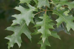 24 Types of Oak Trees & Their Characteristics - AMERICAN GARDENER