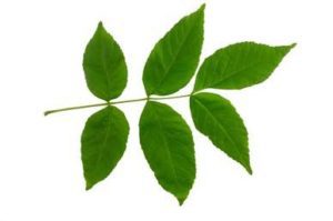 10 Difference Between Simple And Compound Leaf (With Examples ...
