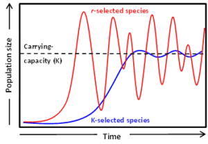 12 Difference Between R-selected And K-selected Species With Examples ...