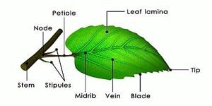 10 Difference Between Simple And Compound Leaf (With Examples ...