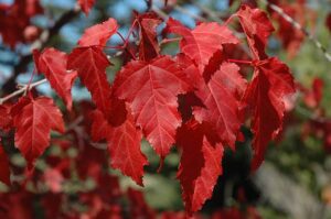 25 Different Types of Maple Trees (With Pictures & Names) - AMERICAN ...