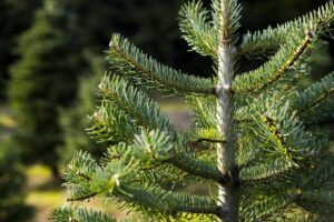 16 Major Types Of Evergreen Trees (With Pictures & Names)