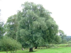 15 Major Types Of Willow Trees And How To Identify Them - AMERICAN GARDENER