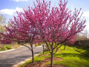 8 Trees With Pink Flowers (Names & Pictures) - AMERICAN GARDENER