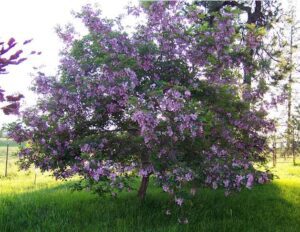 10 Types Of Locust Tree Varieties For Landscaping - AMERICAN GARDENER