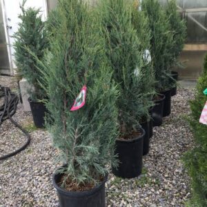 16 Major Types Of Evergreen Trees (With Pictures & Names) - AMERICAN ...