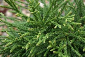 16 Major Types Of Evergreen Trees (With Pictures & Names) - AMERICAN ...