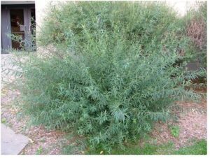 15 Major Types Of Willow Trees And How To Identify Them - AMERICAN GARDENER