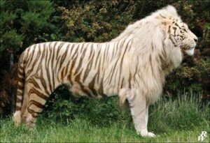 20 Unusual And Rare Hybrid Animals With Name And Pictures - AMERICAN ...