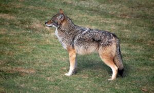 20 Unusual And Rare Hybrid Animals With Name And Pictures