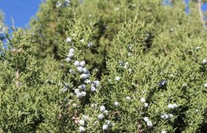 13 Types of Juniper Trees And Shrubs (With Their Characteristics ...