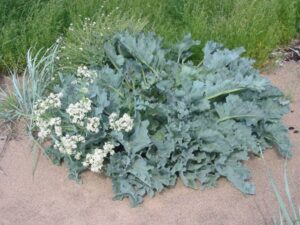 25 Different Types of Kale Varieties (With Pictures) - AMERICAN GARDENER