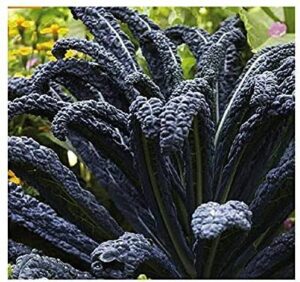 25 Different Types of Kale Varieties (With Pictures) - AMERICAN GARDENER
