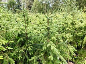 18 Different Types Of Spruce Trees And Shrubs - AMERICAN GARDENER