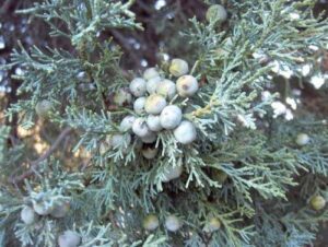13 Types of Juniper Trees And Shrubs (With Their Characteristics ...