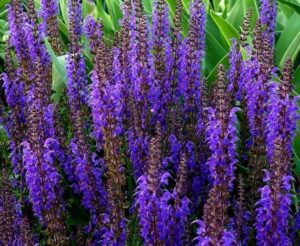 22 Different Types Of Sage Plants With Pictures - AMERICAN GARDENER