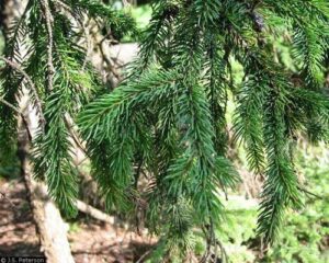 18 Different Types Of Spruce Trees And Shrubs - AMERICAN GARDENER