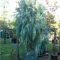 15 Types Of Cypress Trees And How To Identify Them - AMERICAN GARDENER