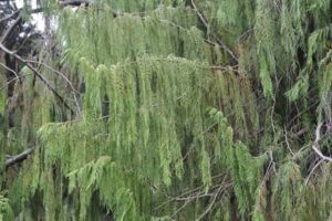 15 Types Of Cypress Trees And How To Identify Them - AMERICAN GARDENER